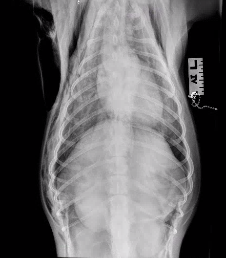 Subcutaneous Emphysema Dog