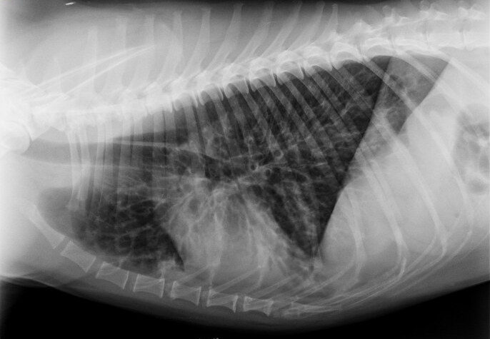 How Long Does Dog Bronchitis Last