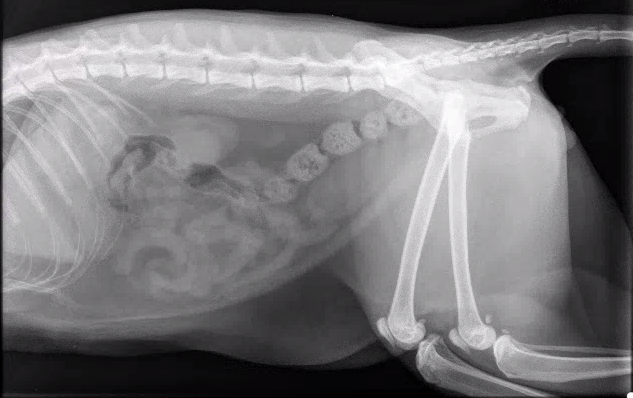 Radiographic Case Study: A young cat with caudal lumbar pain