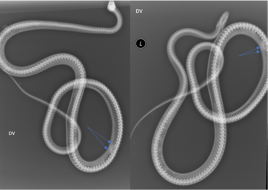 World Snake Day 2021